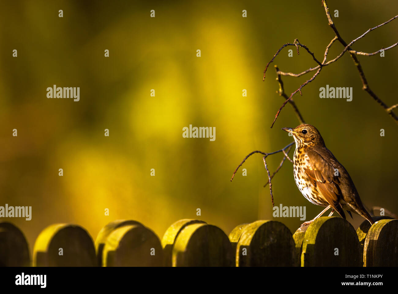 Golden thrush hi-res stock photography and images - Alamy