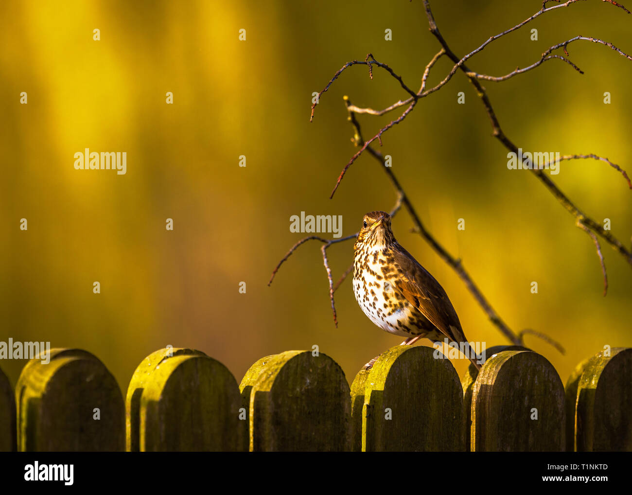 Spring Song Thrush Stock Photo - Alamy