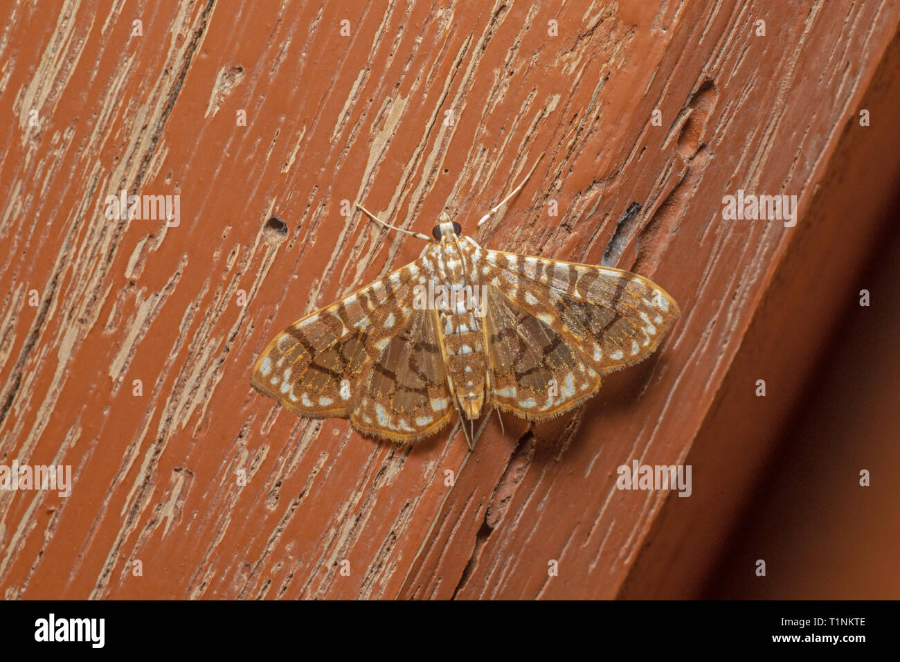 Indian insects hi-res stock photography and images - Alamy