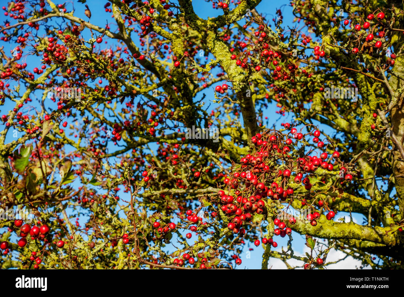 Ripe hawthorn berries or haws against a blue sky. Botanical name ...