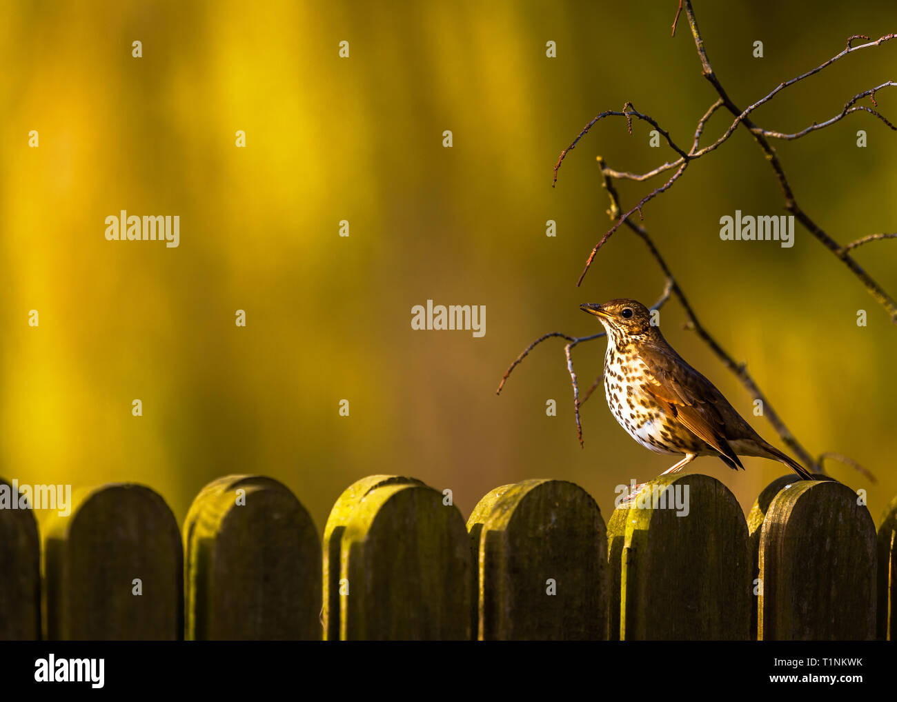 Golden thrush hi-res stock photography and images - Alamy