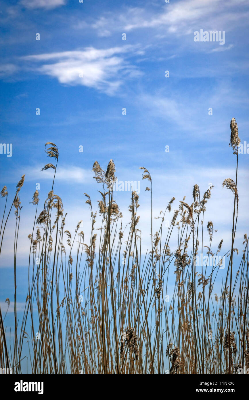 High rushes at the lake cloudy sky background in autumn afternoon Stock ...