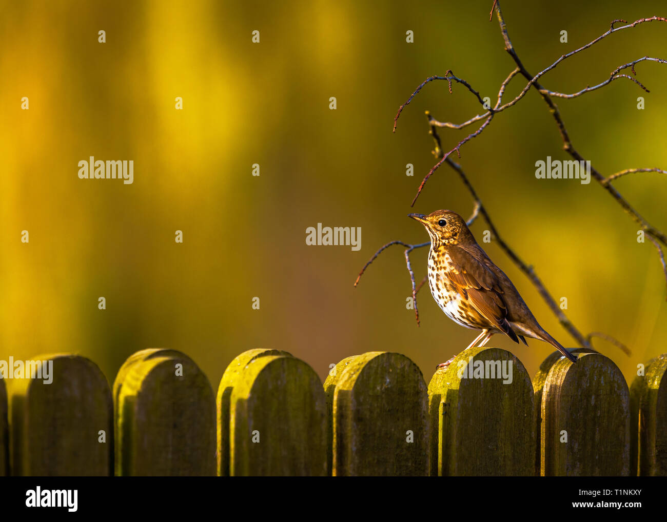 Golden thrush hi-res stock photography and images - Alamy