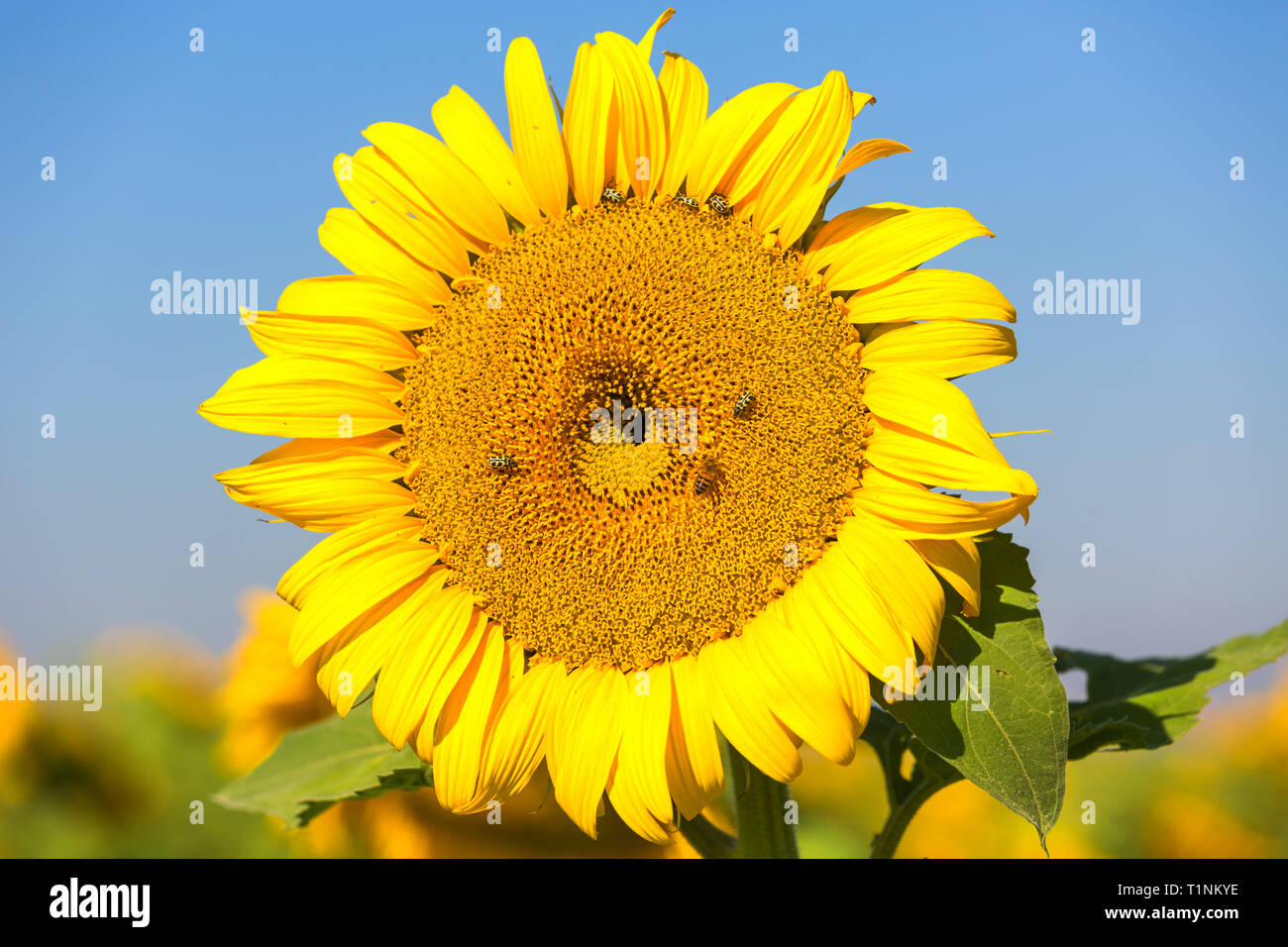 Sunflower on wind hi-res stock photography and images - Alamy