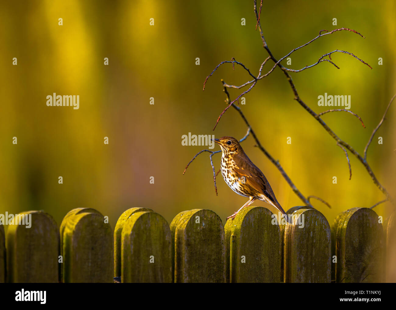 Spring Song Thrush Stock Photo - Alamy
