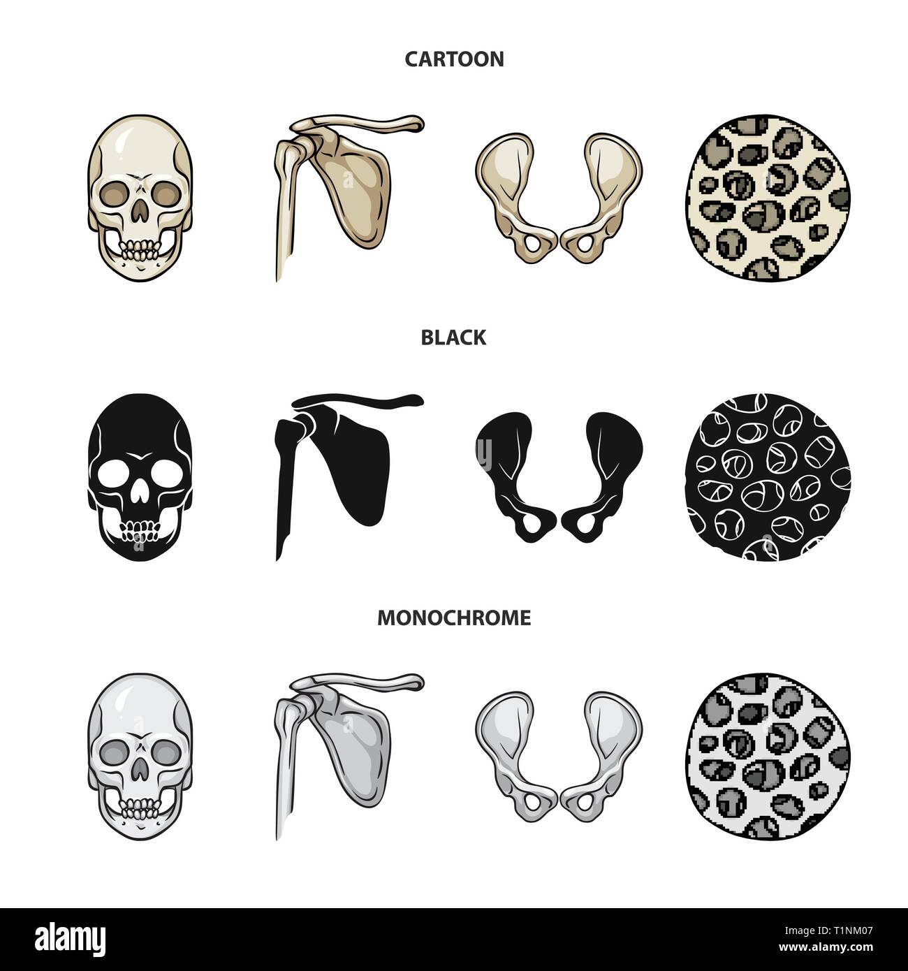 skull,femur,hip,fiber,death,pelvis,joint,healthy,monster,scientific ...
