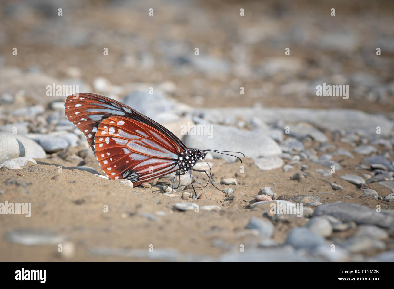 Chestnut tiger butterfly hi-res stock photography and images - Alamy