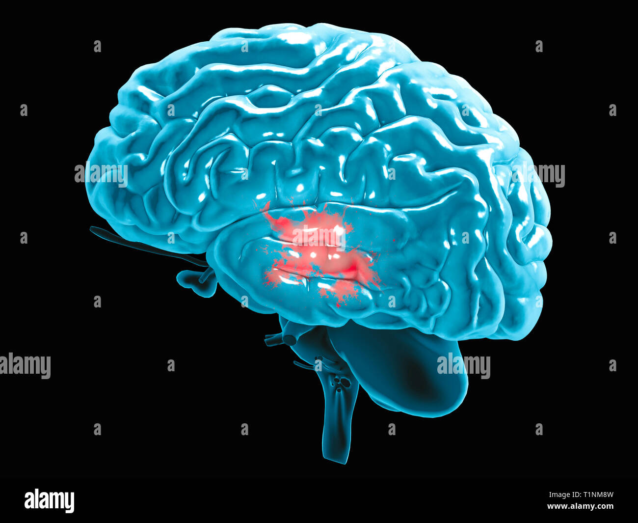 Brain diagram parts hi-res stock photography and images - Alamy
