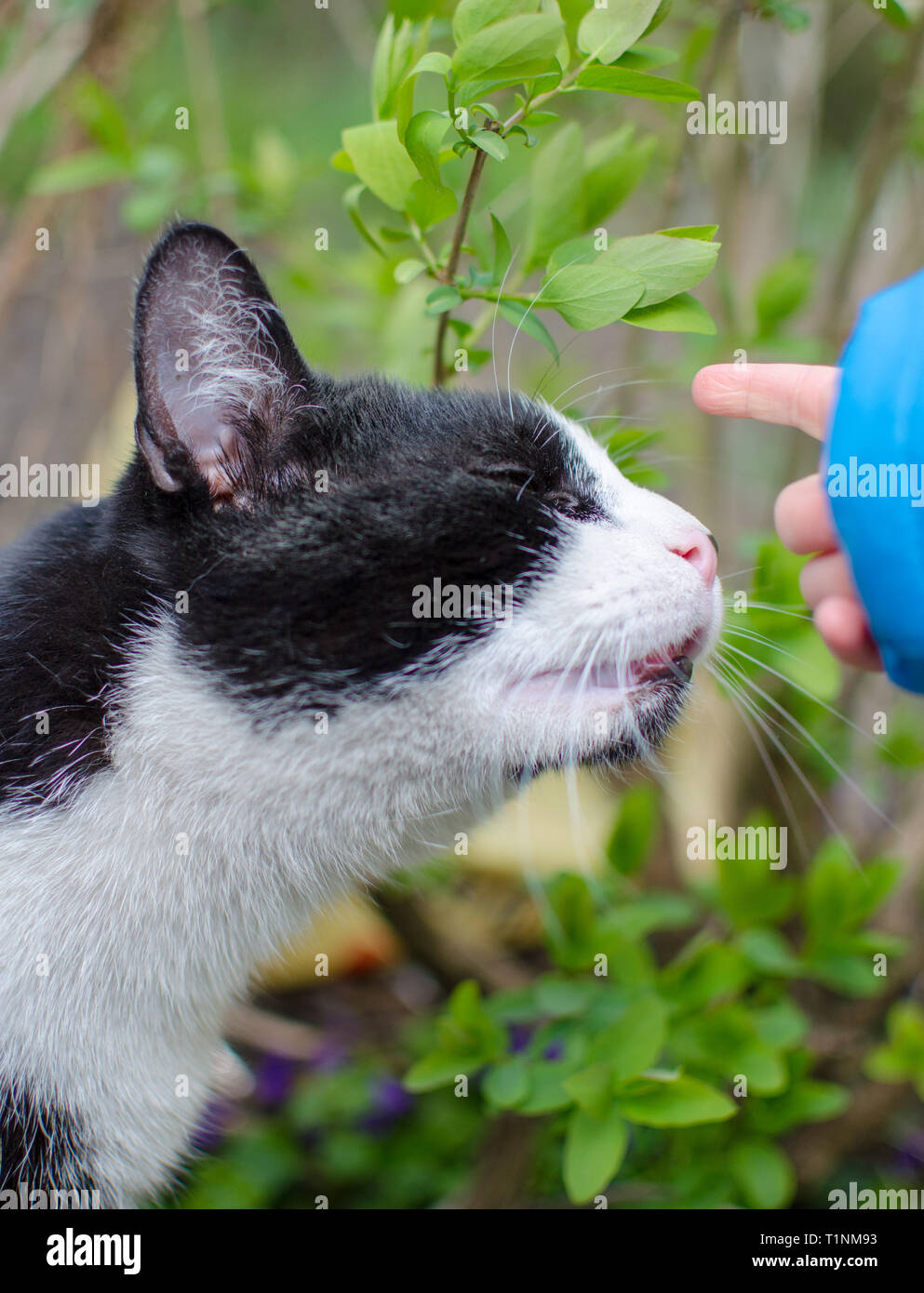 Black and white cat try to touch kid's fingers. Child's finger touch ...