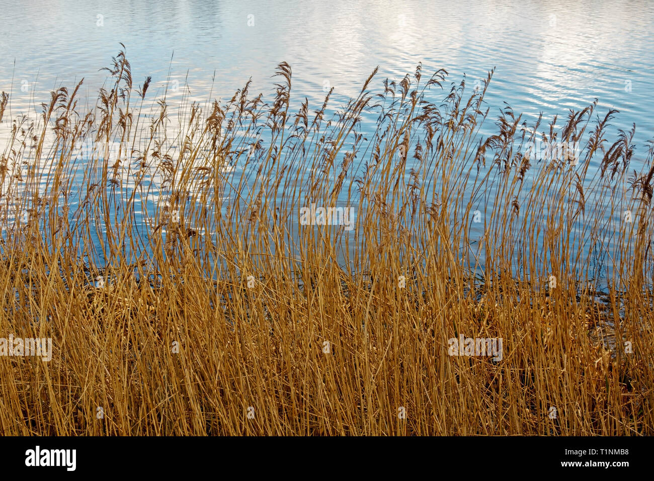 Reeds at edge of lake Stock Photo - Alamy