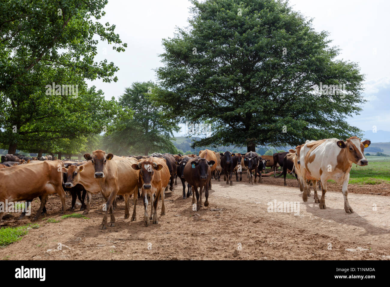 Cattle Kraal High Resolution Stock Photography and Images - Alamy