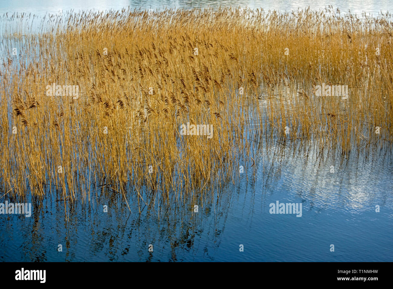 Lake ecosystem hi-res stock photography and images - Alamy