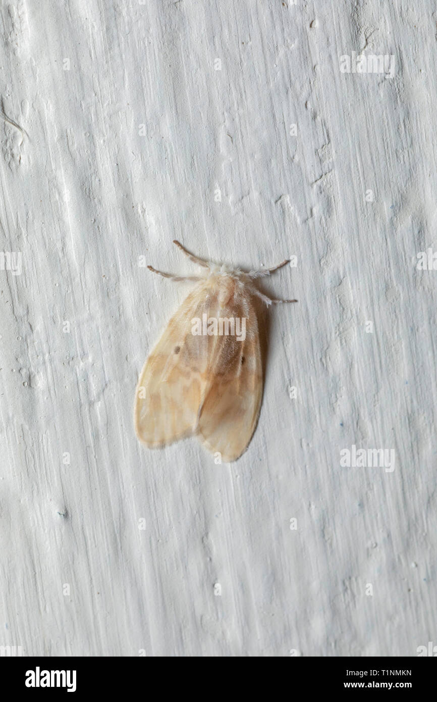 Indian insects hi-res stock photography and images - Alamy