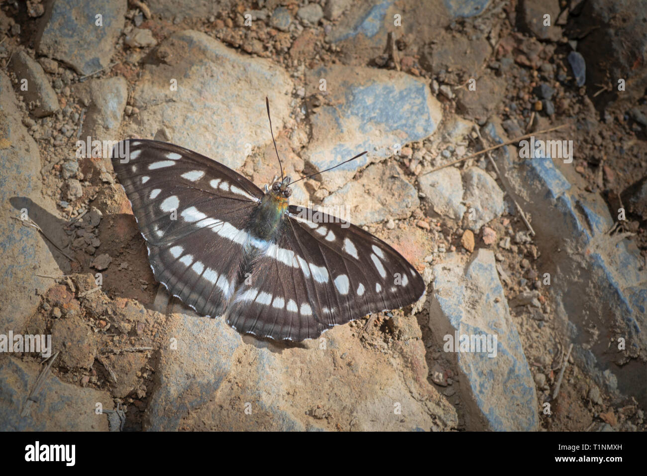 Athyma opalina orientalis hi-res stock photography and images - Alamy