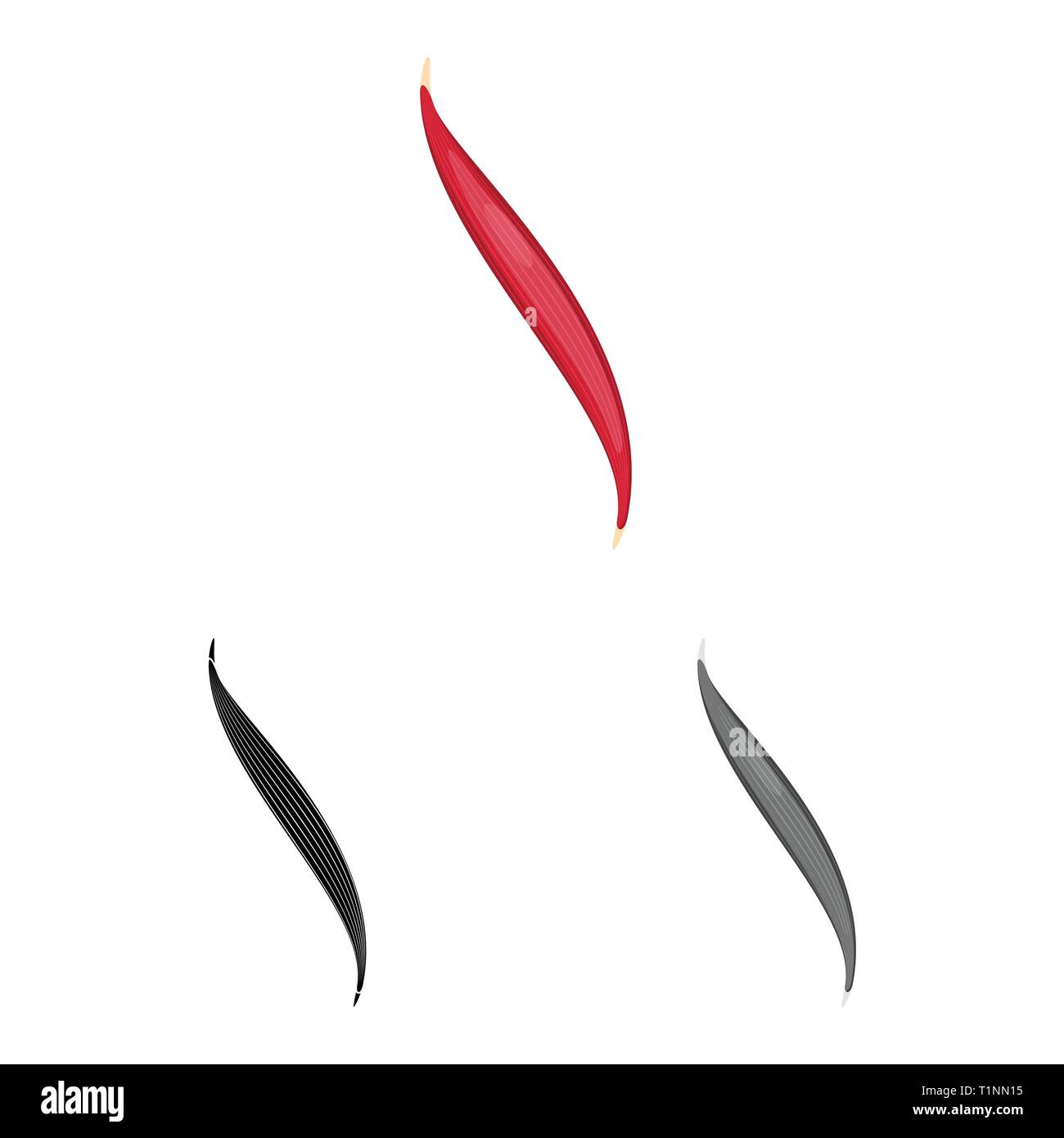 Vector illustration of fiber and muscular icon. Collection of fiber and ...
