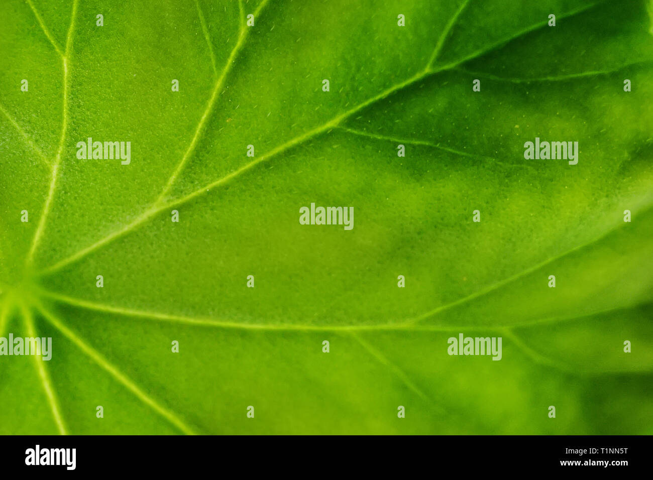 Close-up of a large green leaf of a home plant with veins. Theme for wallpaper or screensaver ...