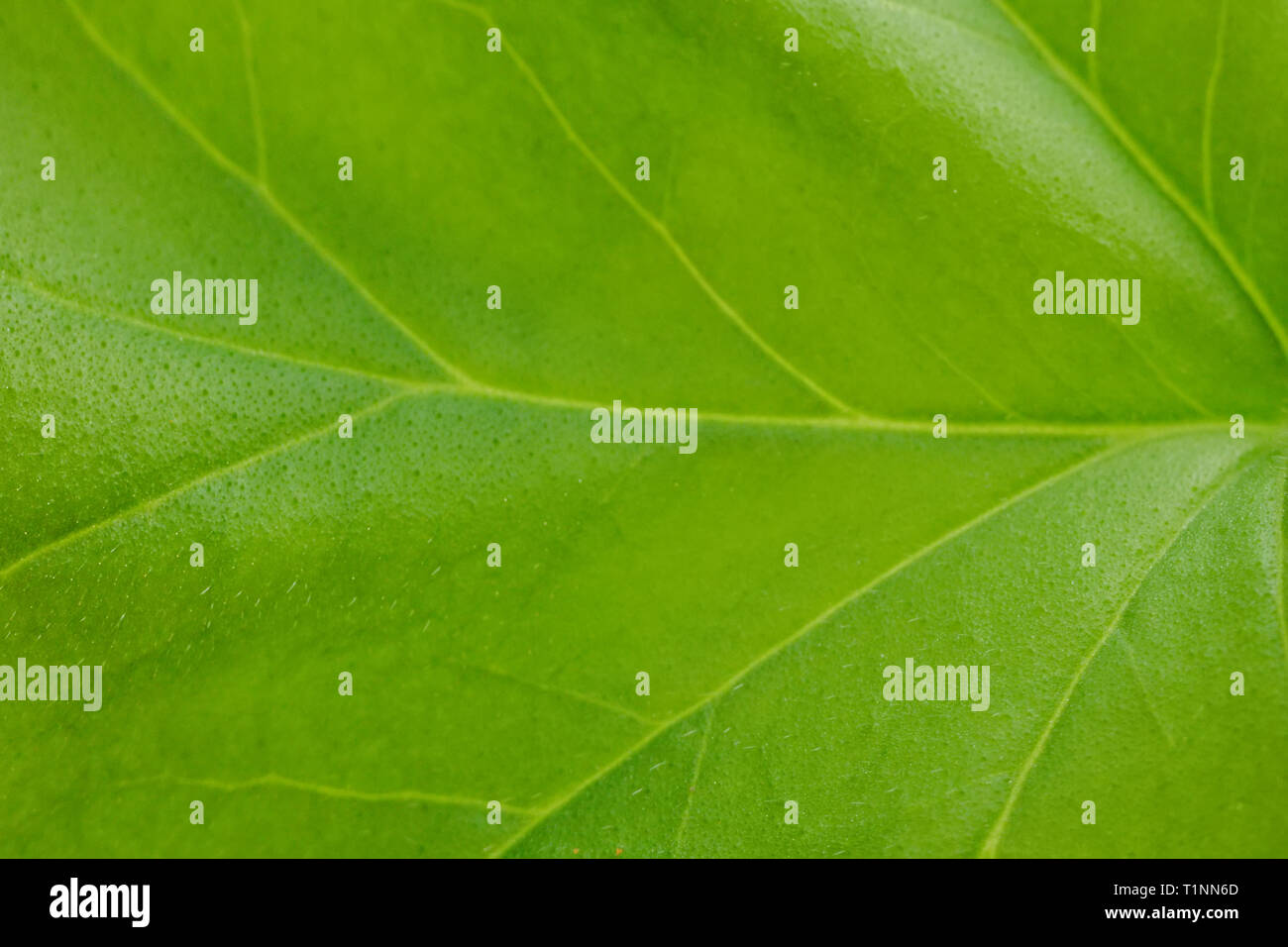 Close-up of a large green leaf of a home plant with veins. Theme for wallpaper or screensaver ...