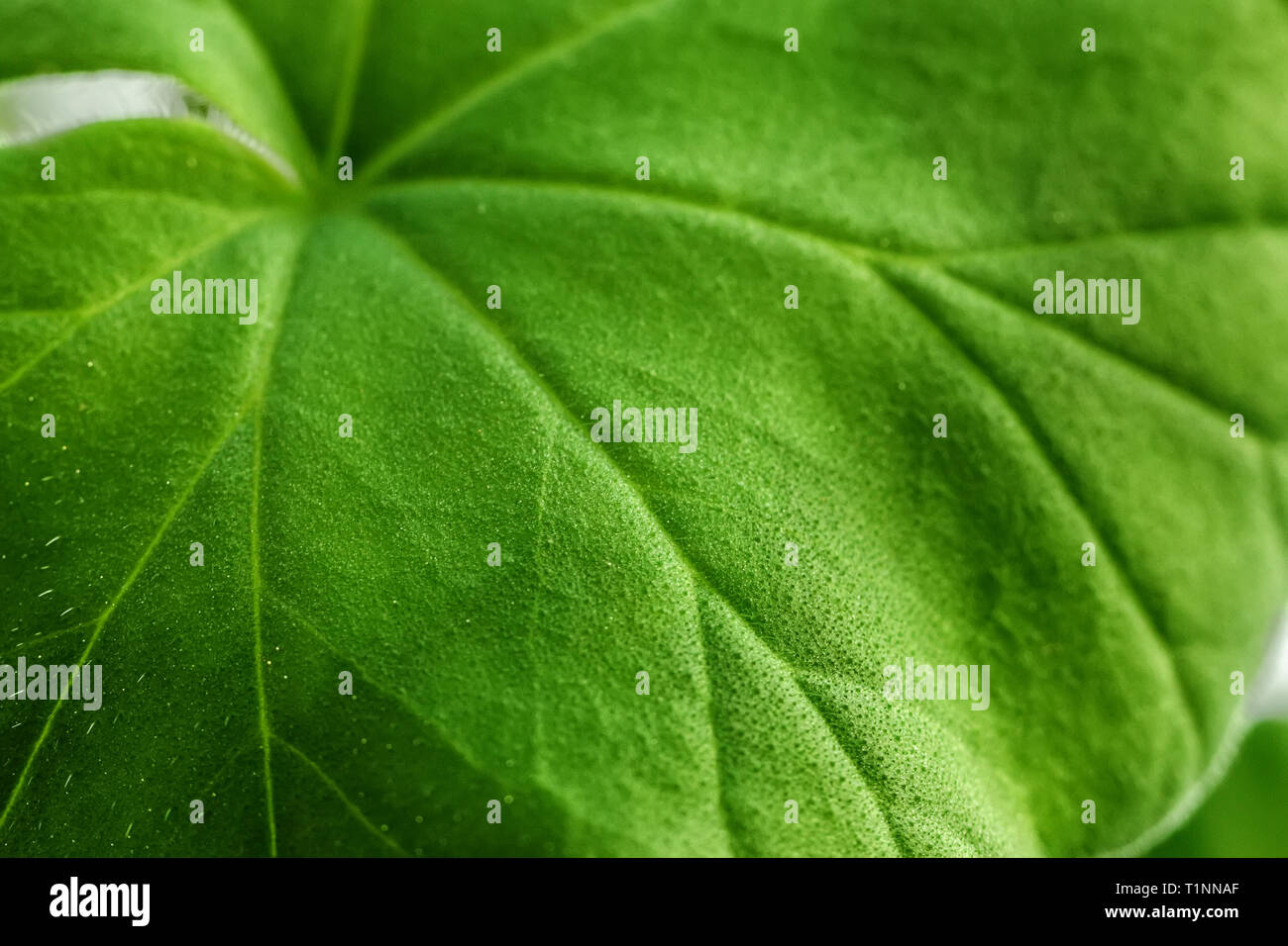 Close-up of a large green leaf of a home plant with veins. Theme for wallpaper or screensaver ...