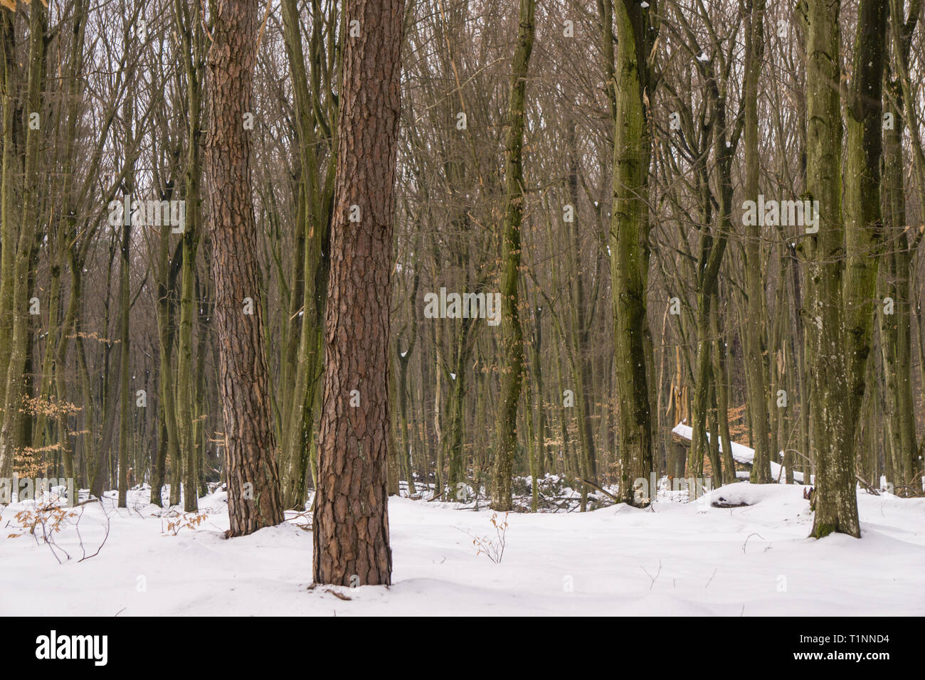 Deciduous forest in winter Stock Photo - Alamy