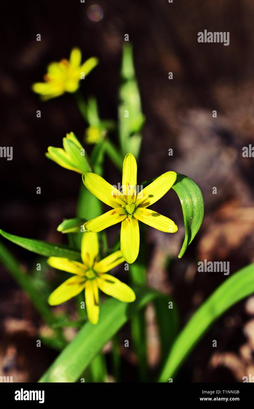 Star of bethlehem flower hi-res stock photography and images - Alamy