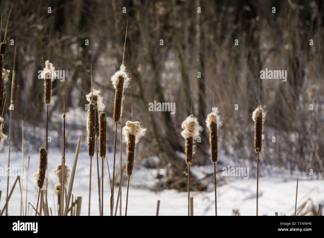 Bulrushes swamp hi-res stock photography and images - Alamy