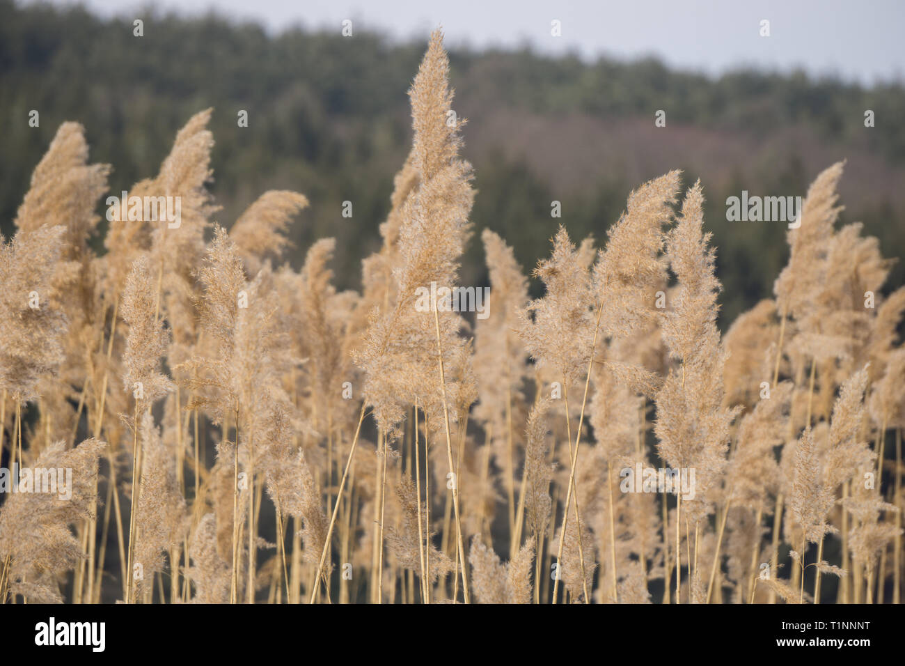 Closeup reeds ice in hi-res stock photography and images - Alamy