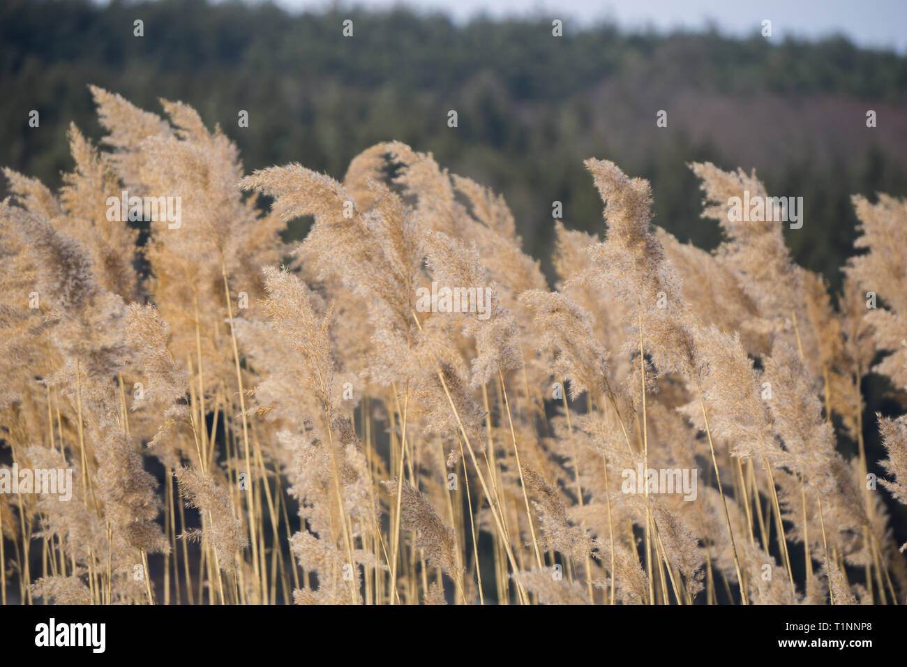 Reeds bending in the cold winter breeze Stock Photo - Alamy