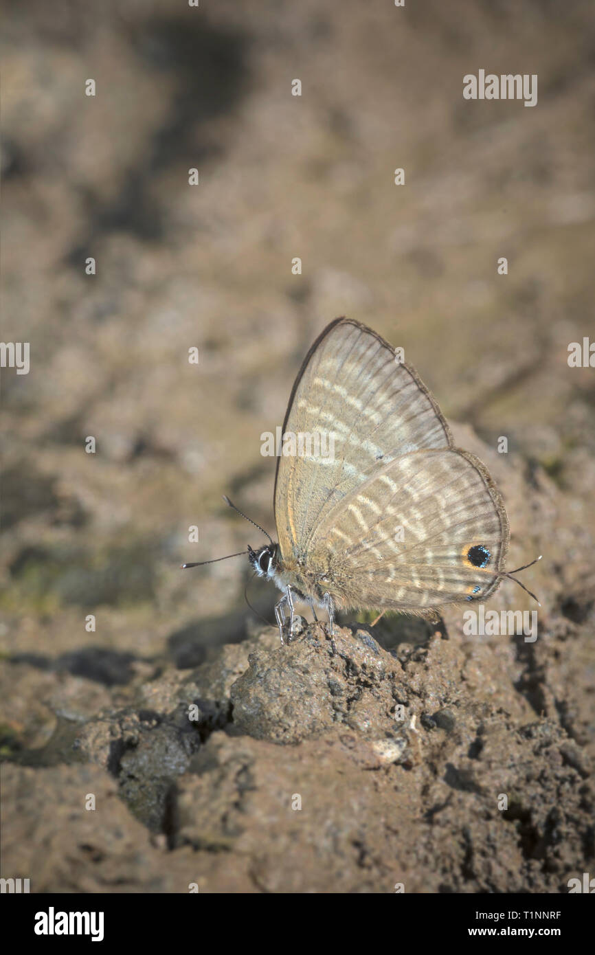 Large Four Line blue, Nacaduba pactolus, Satakha, Nagaland, India Stock ...