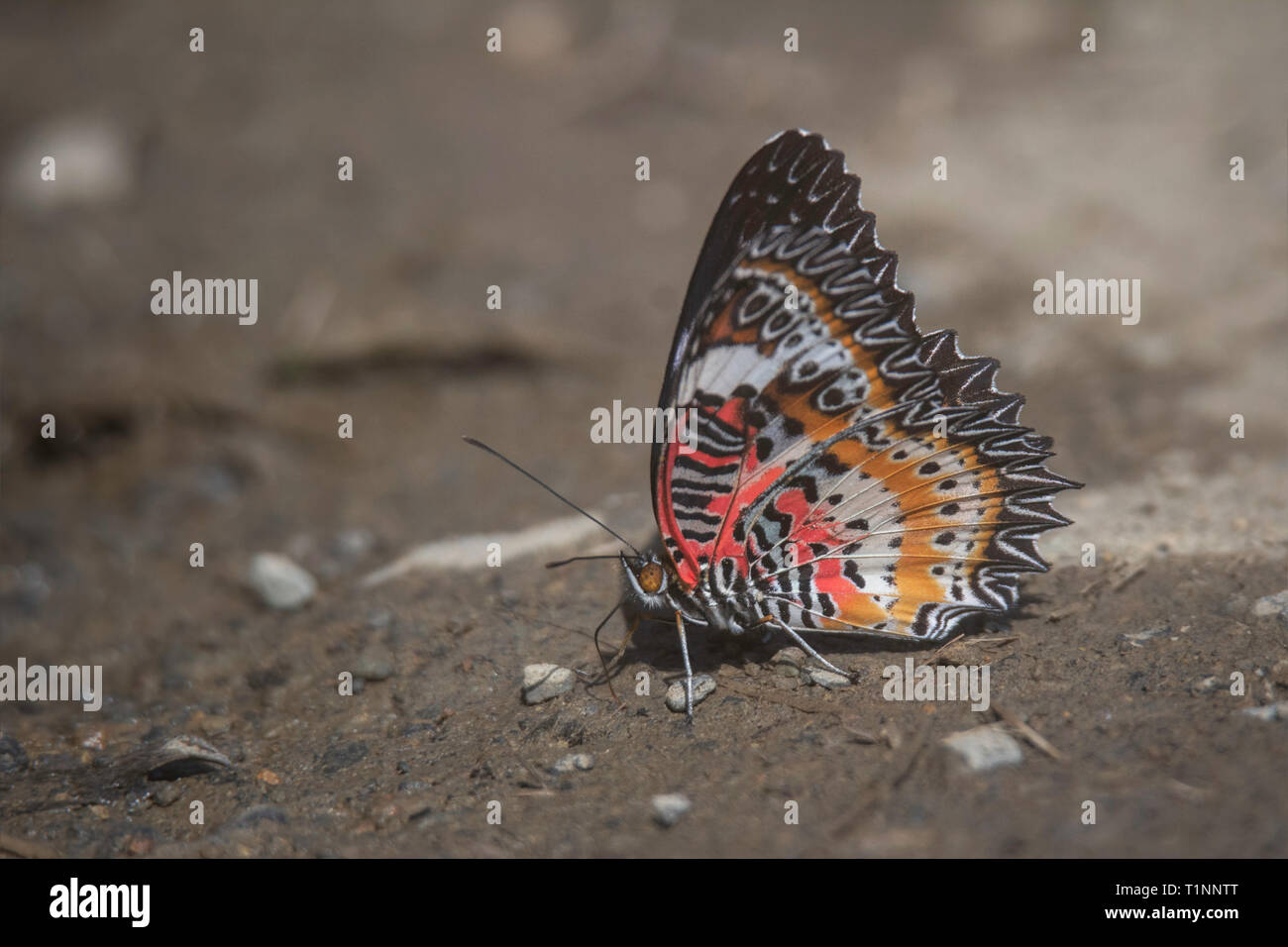 Leopard Lacewing outer side of wing, Cethosia cyane cyane, Satakha ...