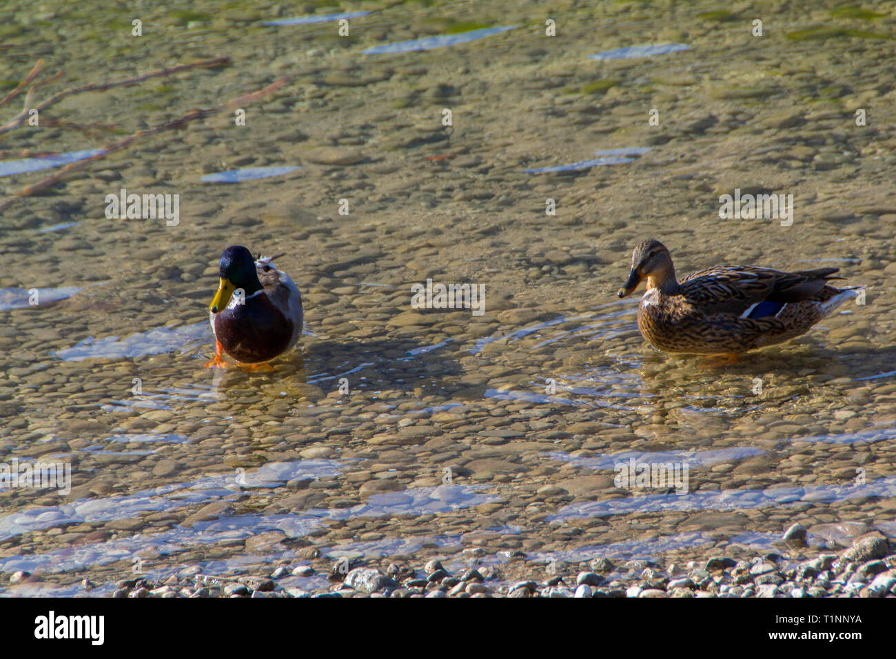 The mallard ducks swiming in the lake Stock Photo - Alamy