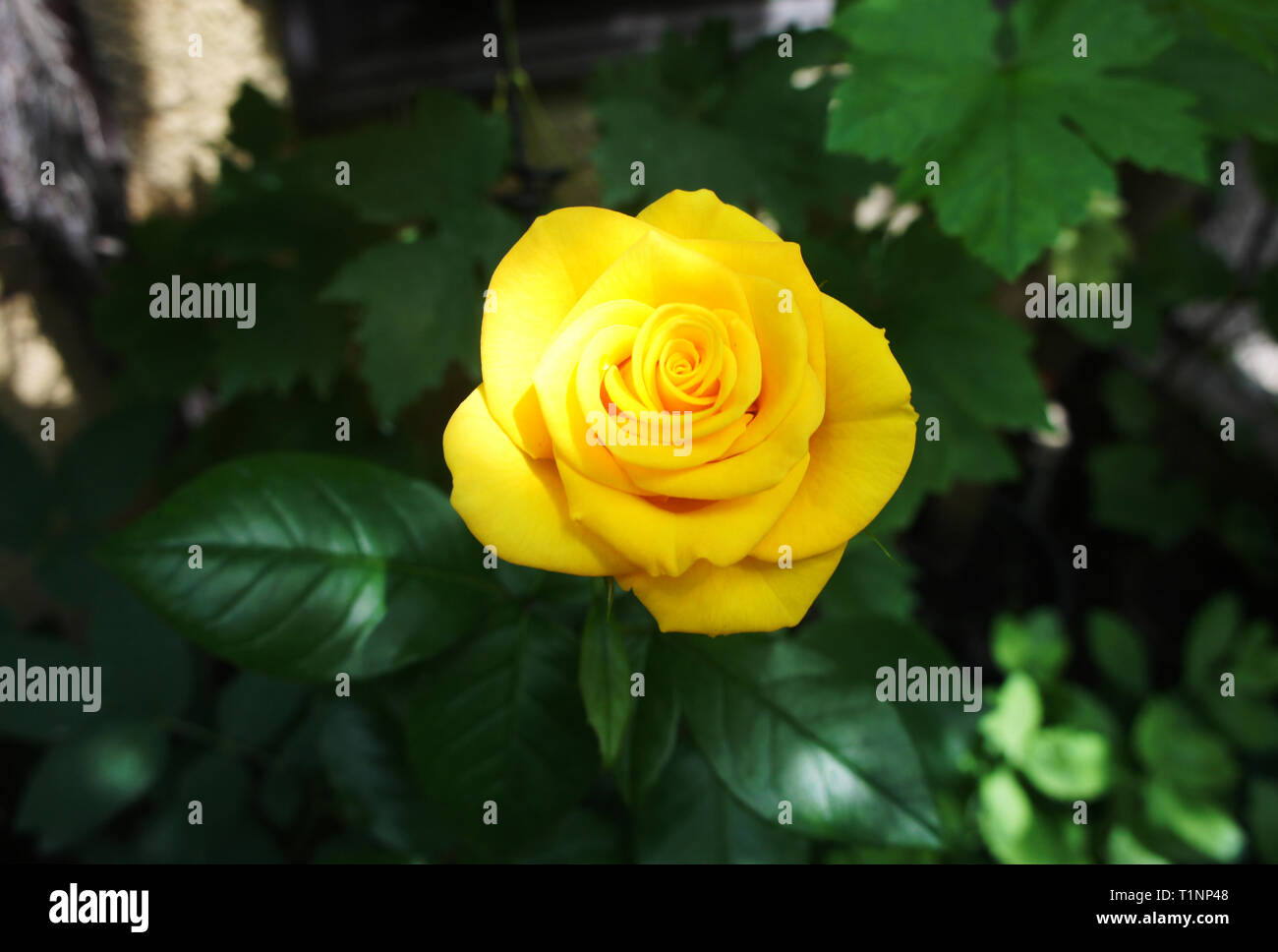 Yellow rose in the garden. rose golden. Yellow roses in the garden is ...