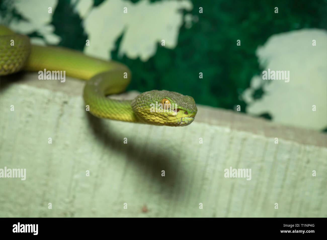 Red-tailed Bamboo Pit Viper, Trimeresurus erythrurus, Sunderbans, West ...
