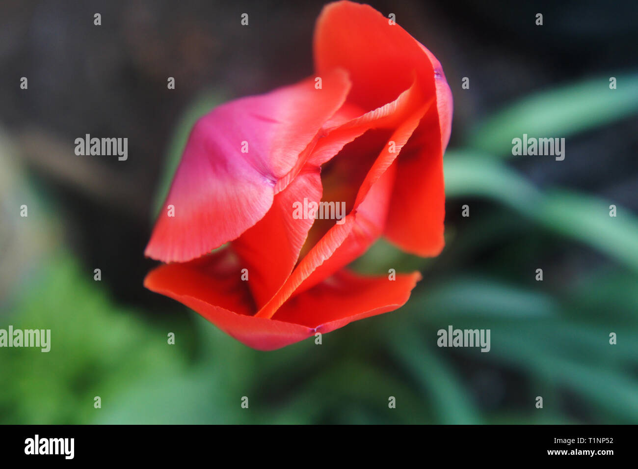photography of spring flowers in the garden. red tulip closeup Stock ...