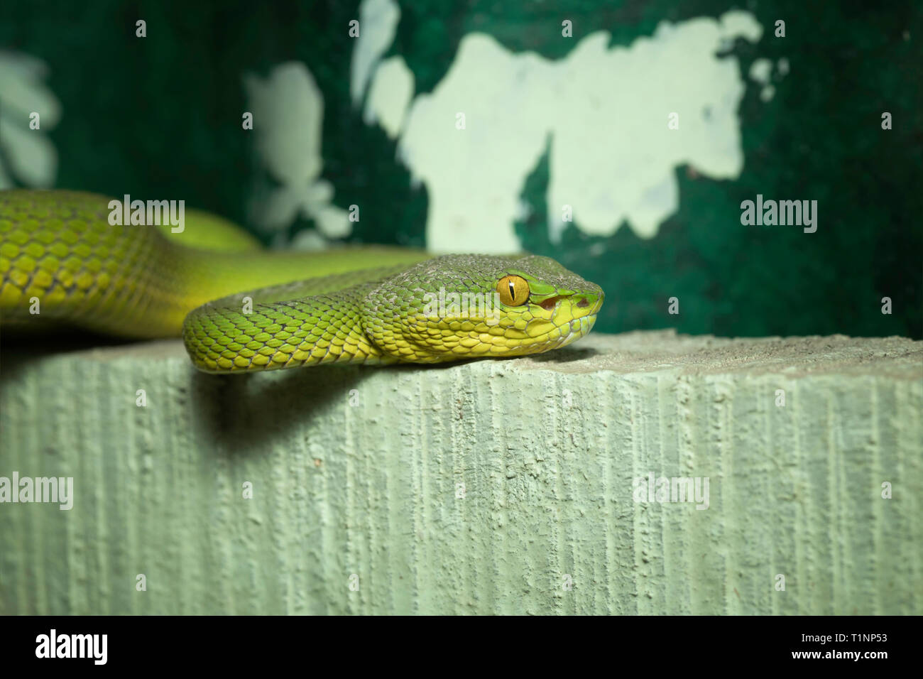 Lateral view of of Red-tailed Bamboo Pit Viper, Trimeresurus erythrurus ...
