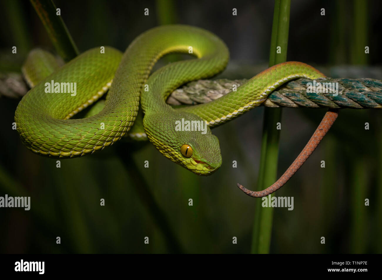 Red tailed green bamboo snake hi-res stock photography and images - Alamy