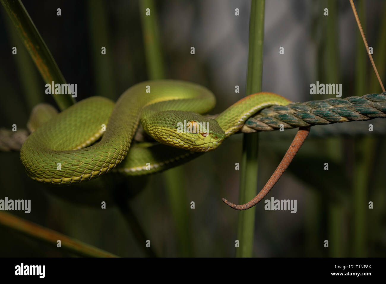 Full body close up, Red-tailed Bamboo Pit Viper, Trimeresurus ...