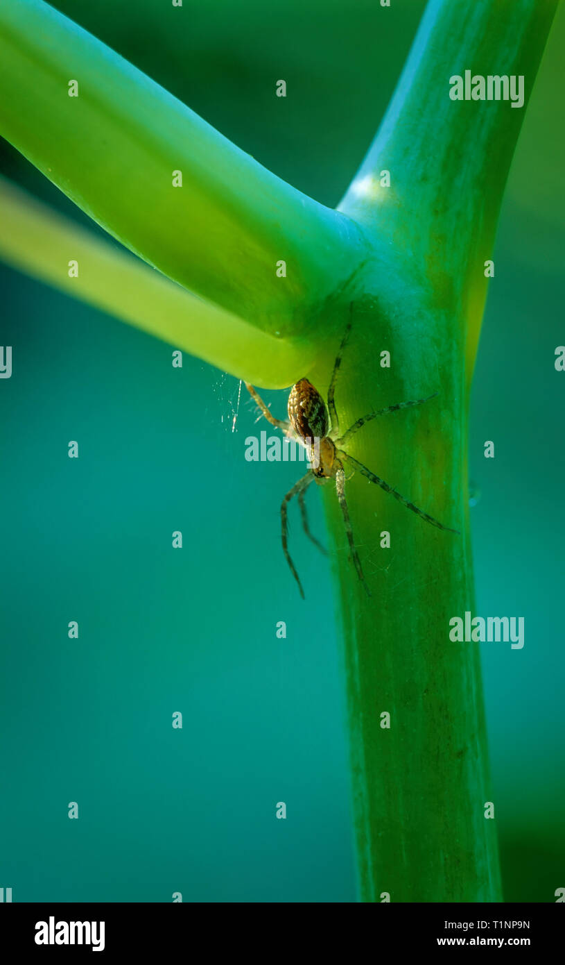 Sunlight striking small nursery-web spider (Pisaurina mira) hiding ...