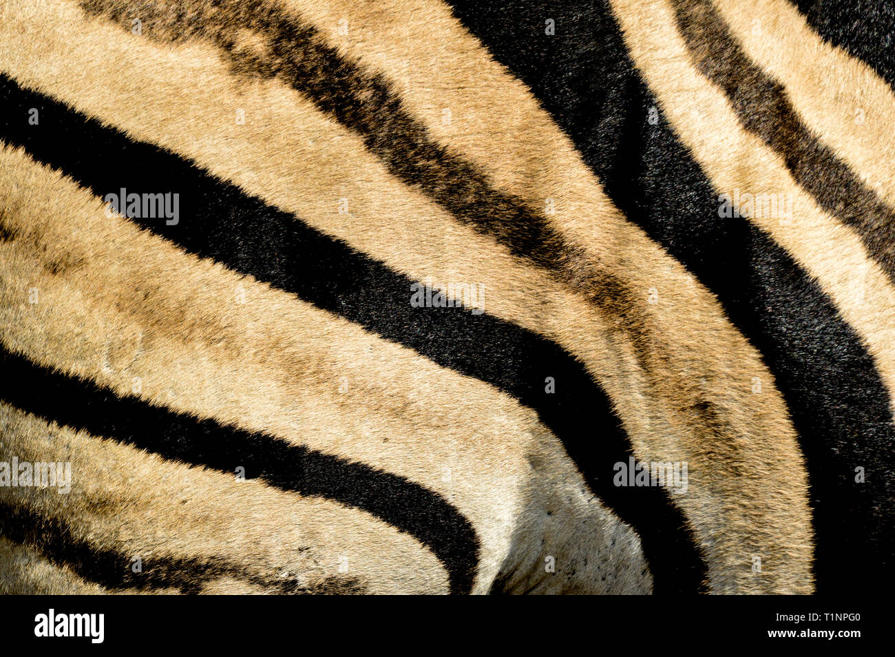 Zebra print design and seamless texture and pattern Stock Photo - Alamy