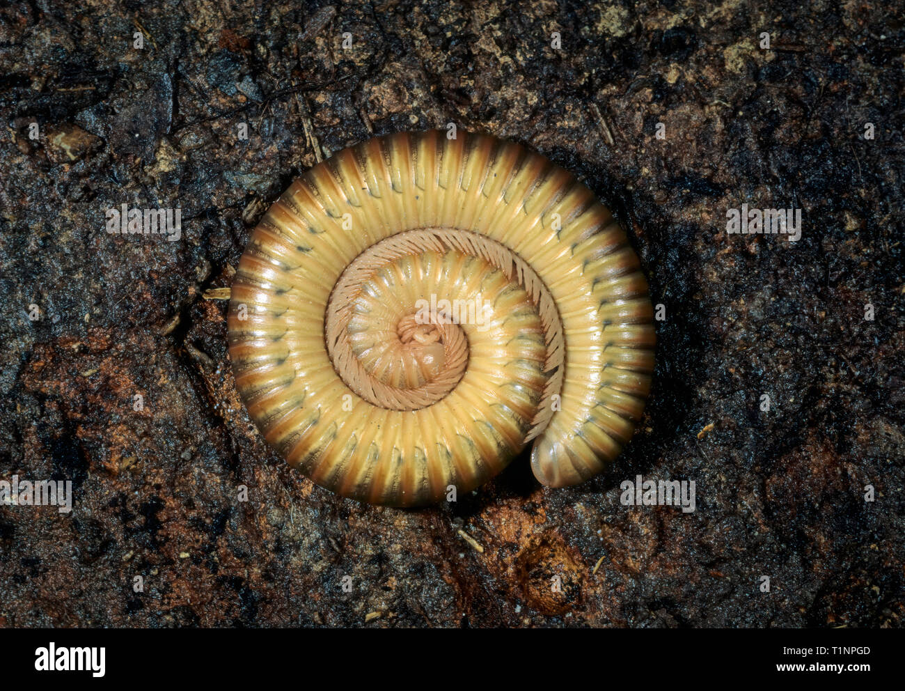Millipede coil hi-res stock photography and images - Alamy