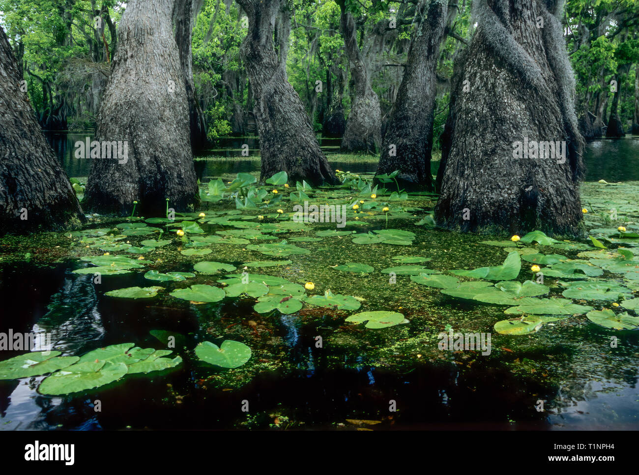 Ancient swamp tupelo trees (Nyssa aquatica) and spatterdock water lily ...