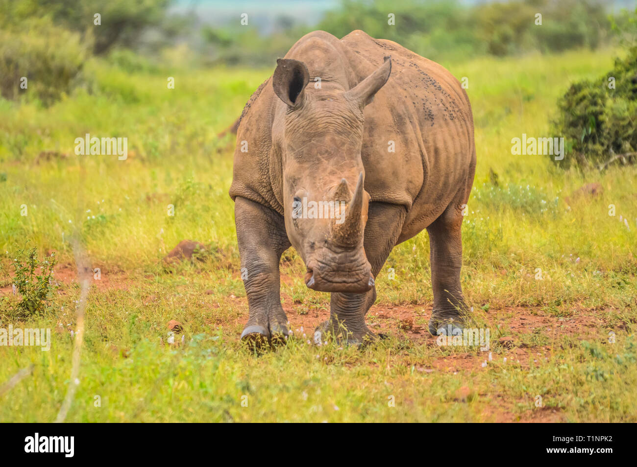Portrait of cute male bull white Rhino or Rhinoceros in a group in ...