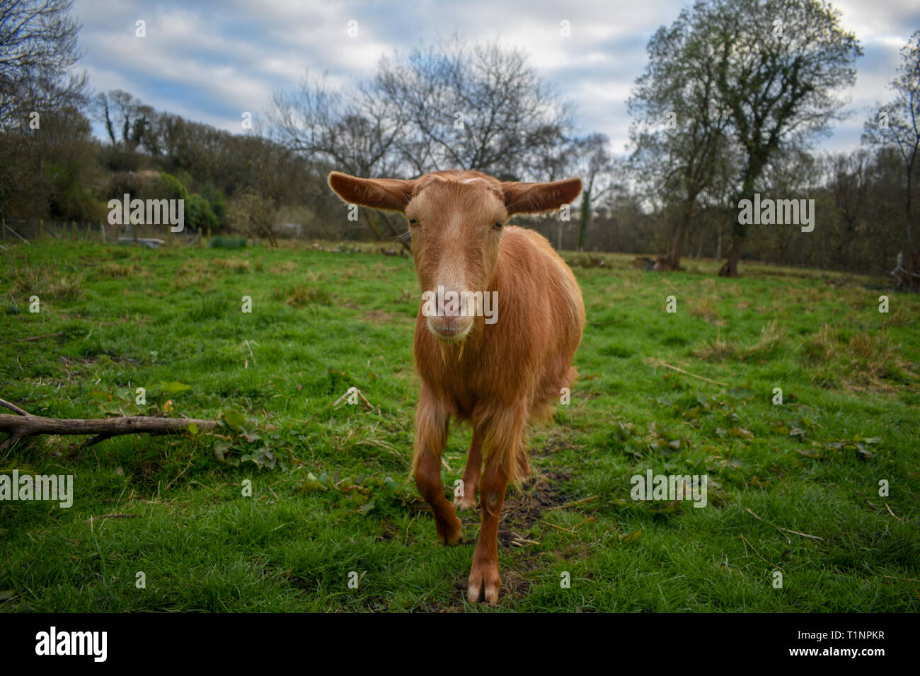 Golden Guernsey Goat Picture High Resolution Stock Photography and ...