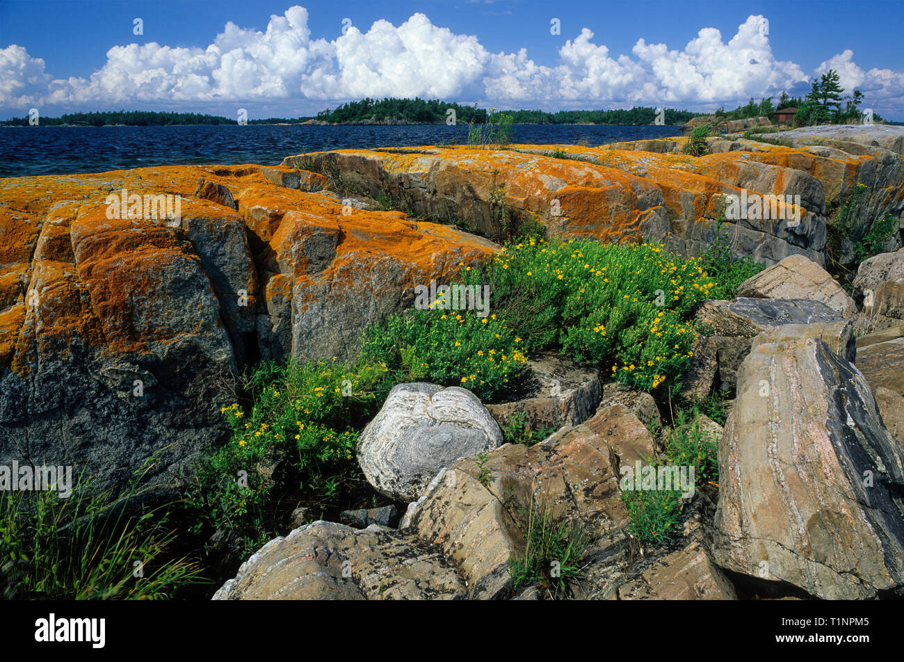 Precambrian metamorphic rocks covered with orange lichen; island in the ...
