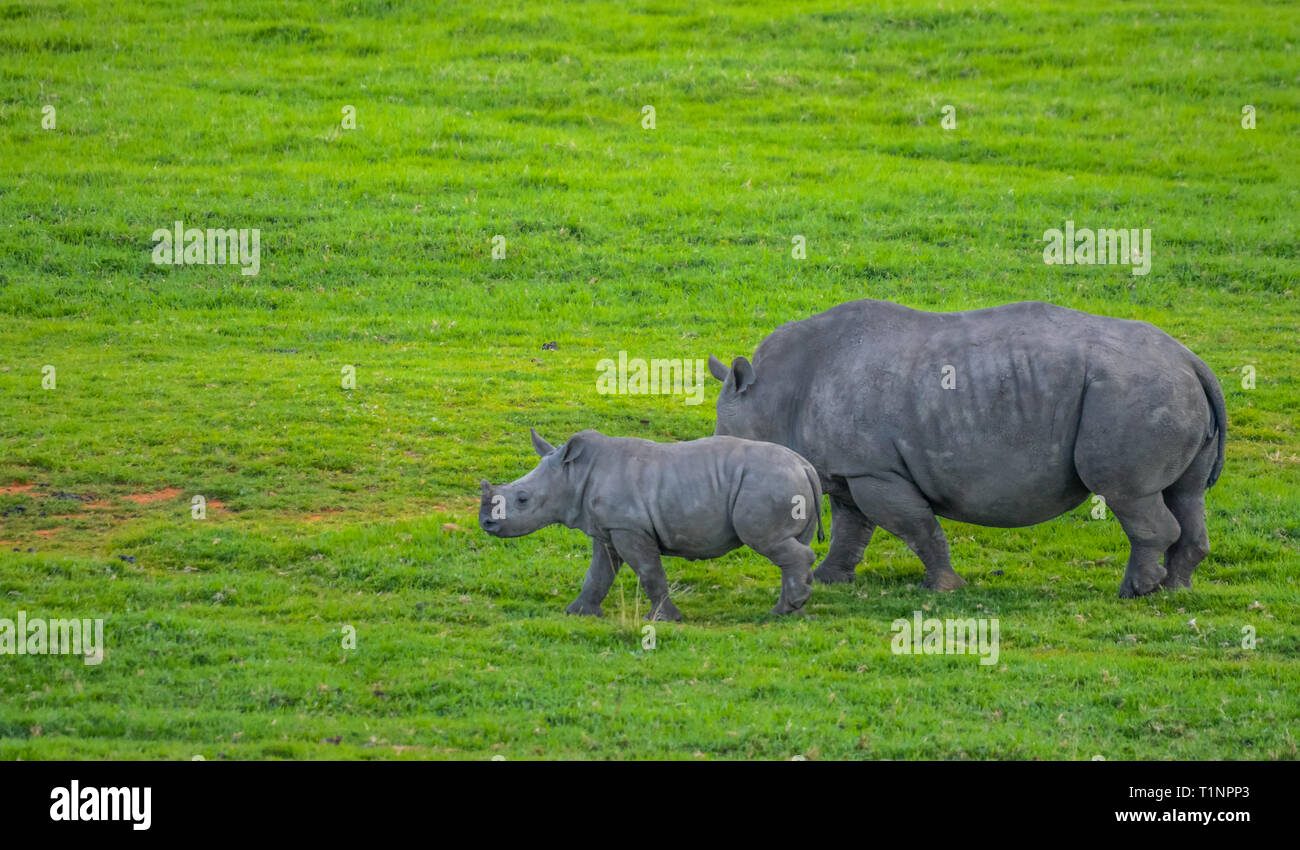 Male bull Cute White Rhino or Rhinoceros in a nature wild reserve in ...