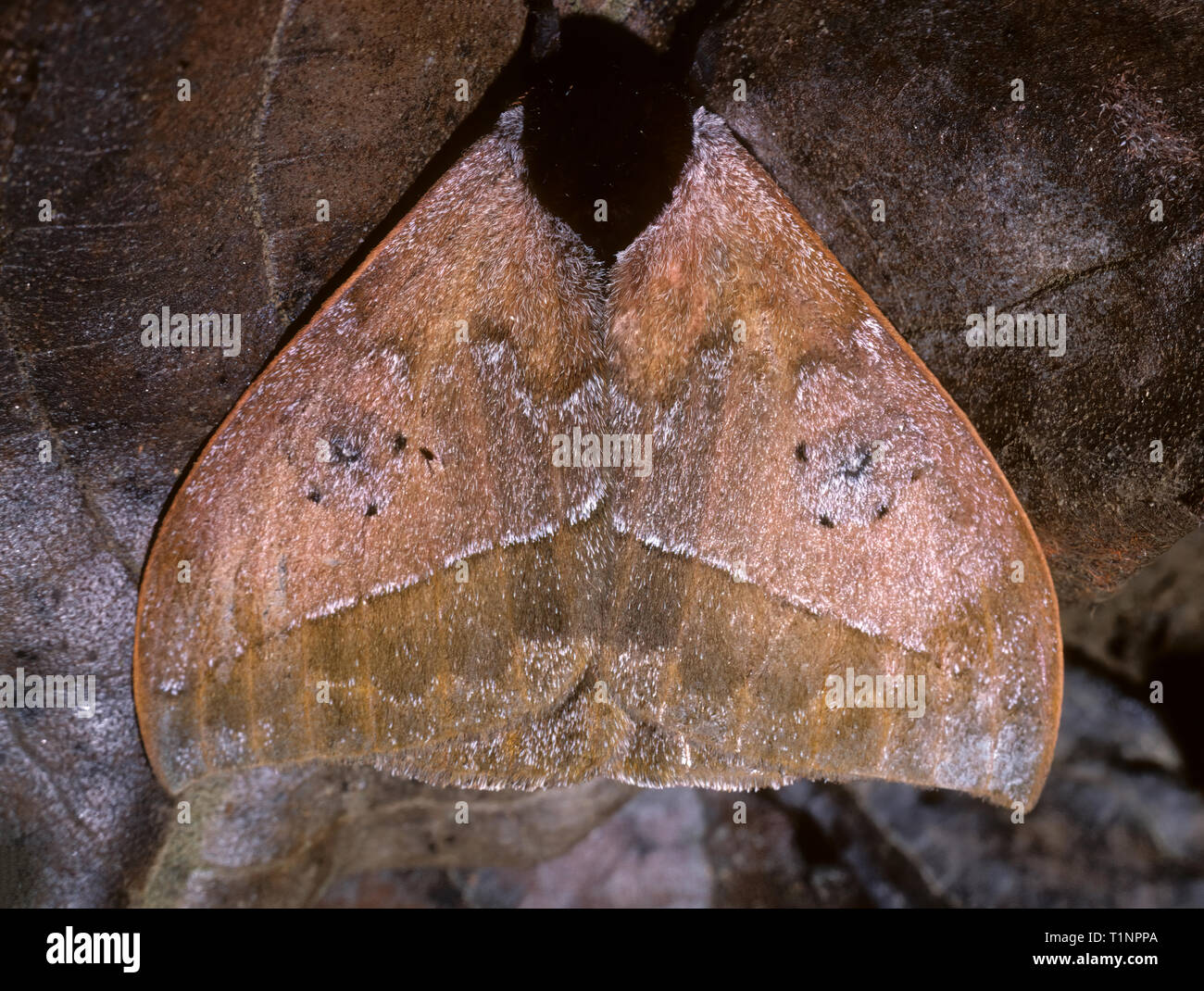 Automeris moth (Automeris sp.) with wings closed and hiding eye spots ...