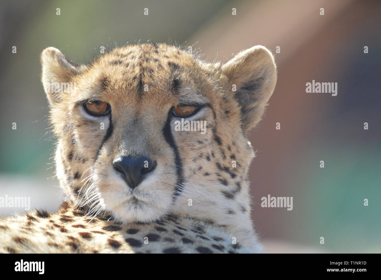 A young cute Cheetah portrait during a safari in a nature reserve in ...