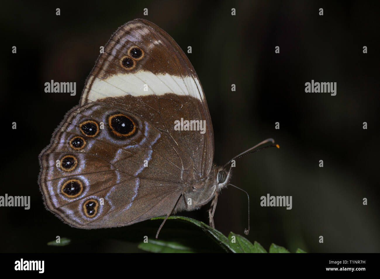 Banded tree brown hi-res stock photography and images - Alamy