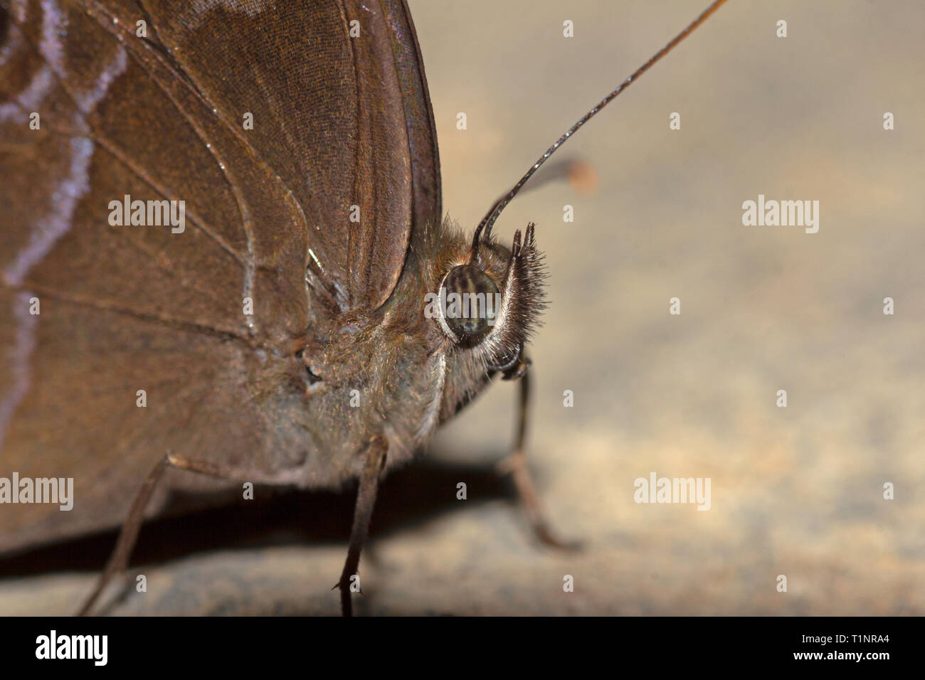 Banded tree brown hi-res stock photography and images - Alamy