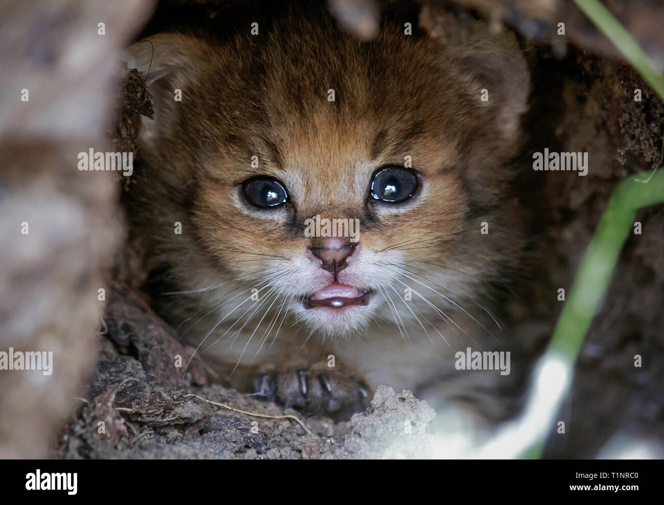Jungle Cat kitten, Bandhavgarh Tiger Reserve, India Stock Photo - Alamy
