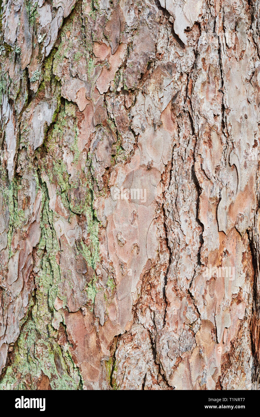 Red pine pinus resinosa bark detail hi-res stock photography and images ...